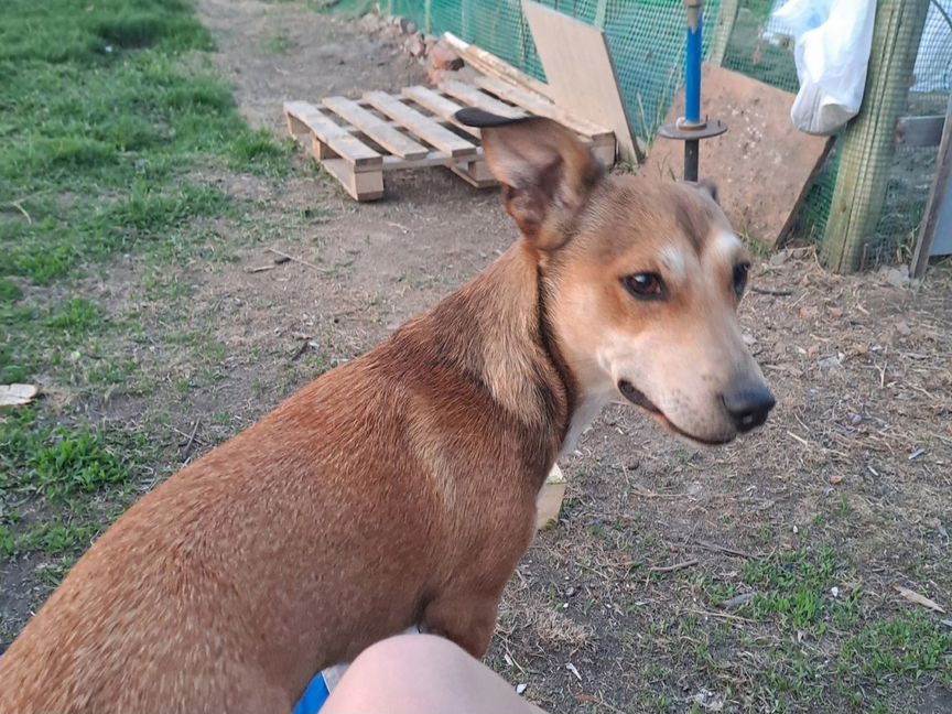 Лучший пёс Тобик на свете