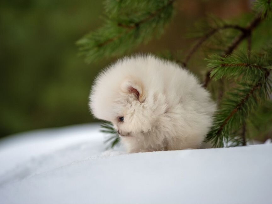 Кремовый мальчик, медвеже-кошачий тип, 2,5 мес