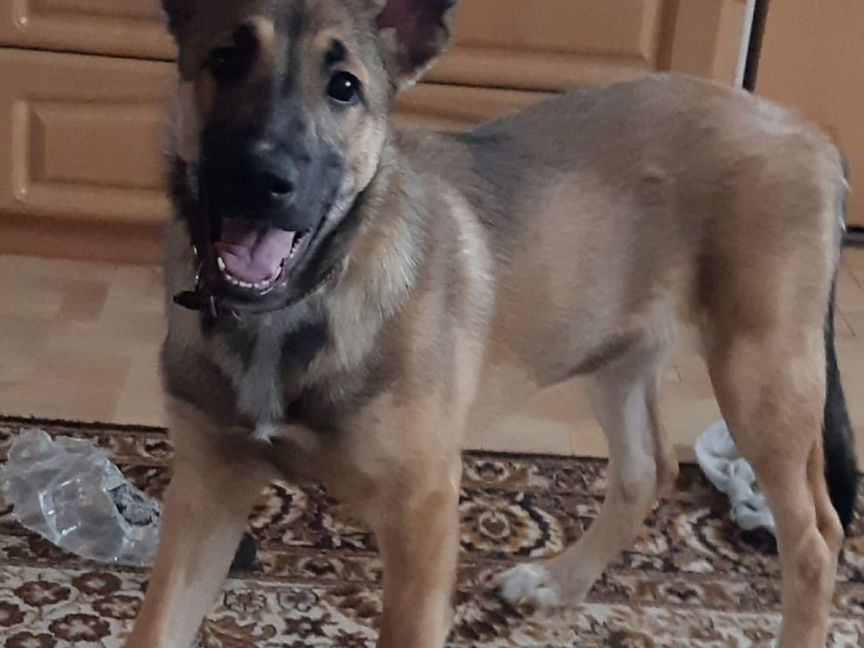 Щенок добродушный