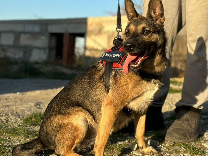 Собака девочка