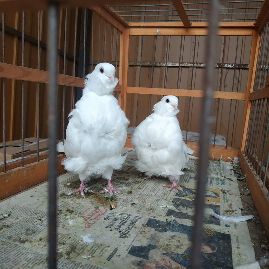 Голубь китайцы белые