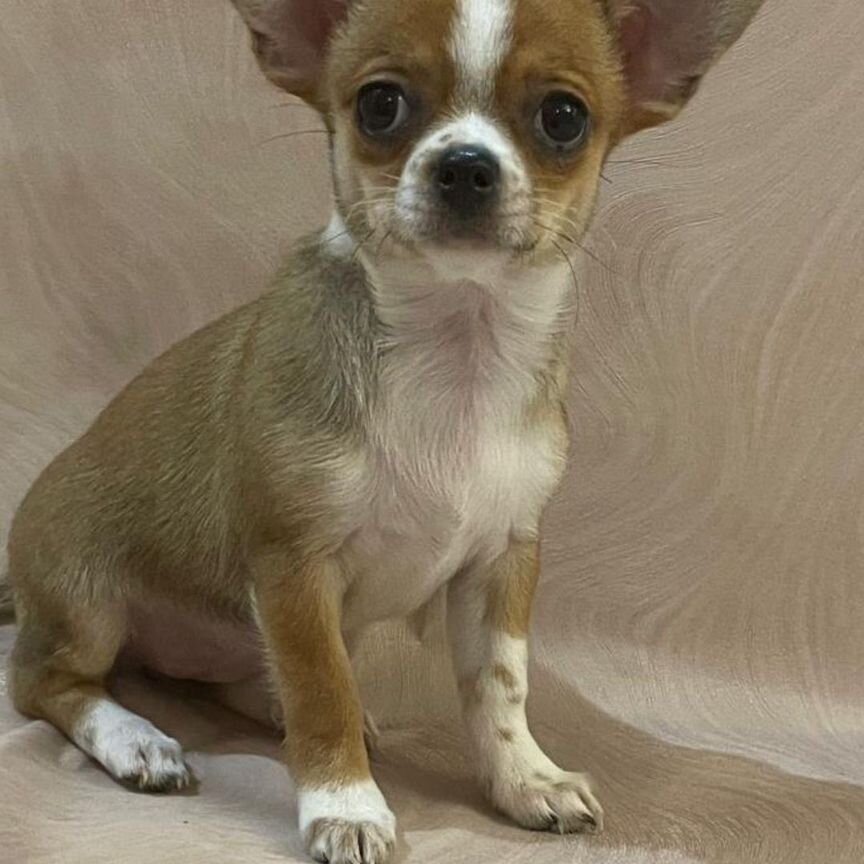 Няшка чихуашка