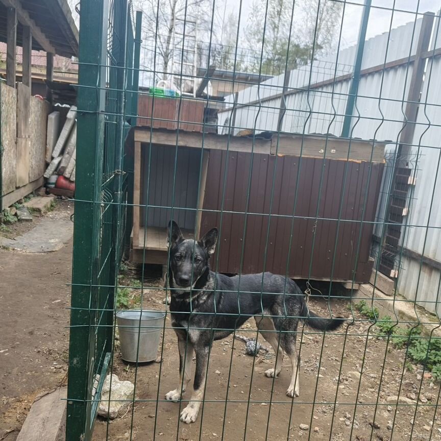 Взрослая собака в добрые руки