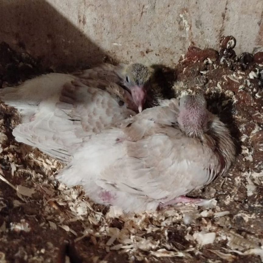 Продажа голубей, птенцы