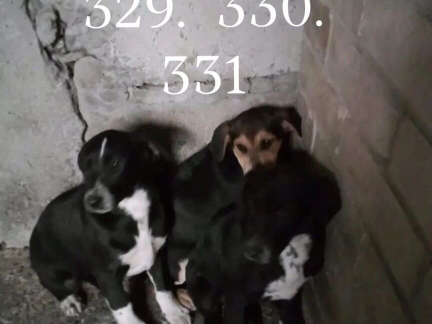 Маленькие щенки из усыпалки ищутлом