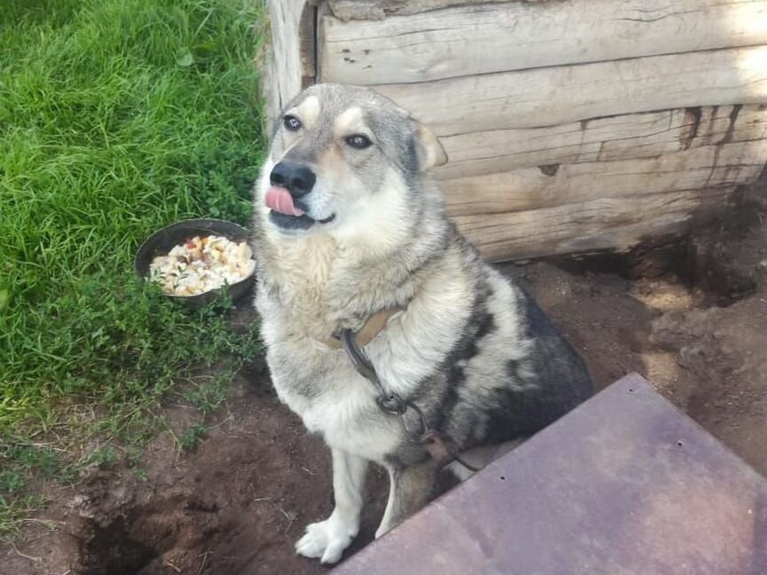 Собака в добрые руки