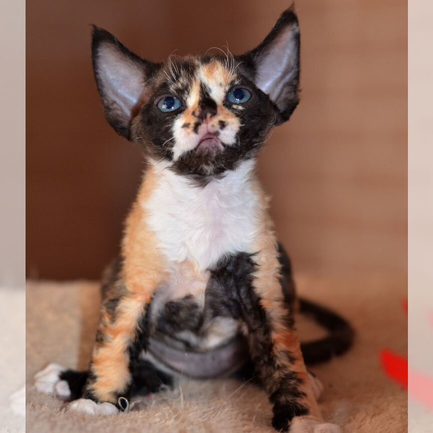 Девон-рекс котёнок