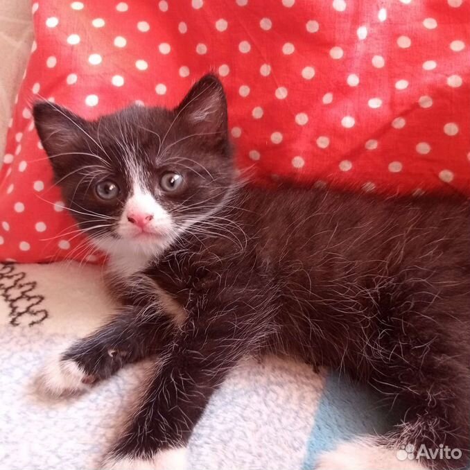 Кошка Перси месяц породистая