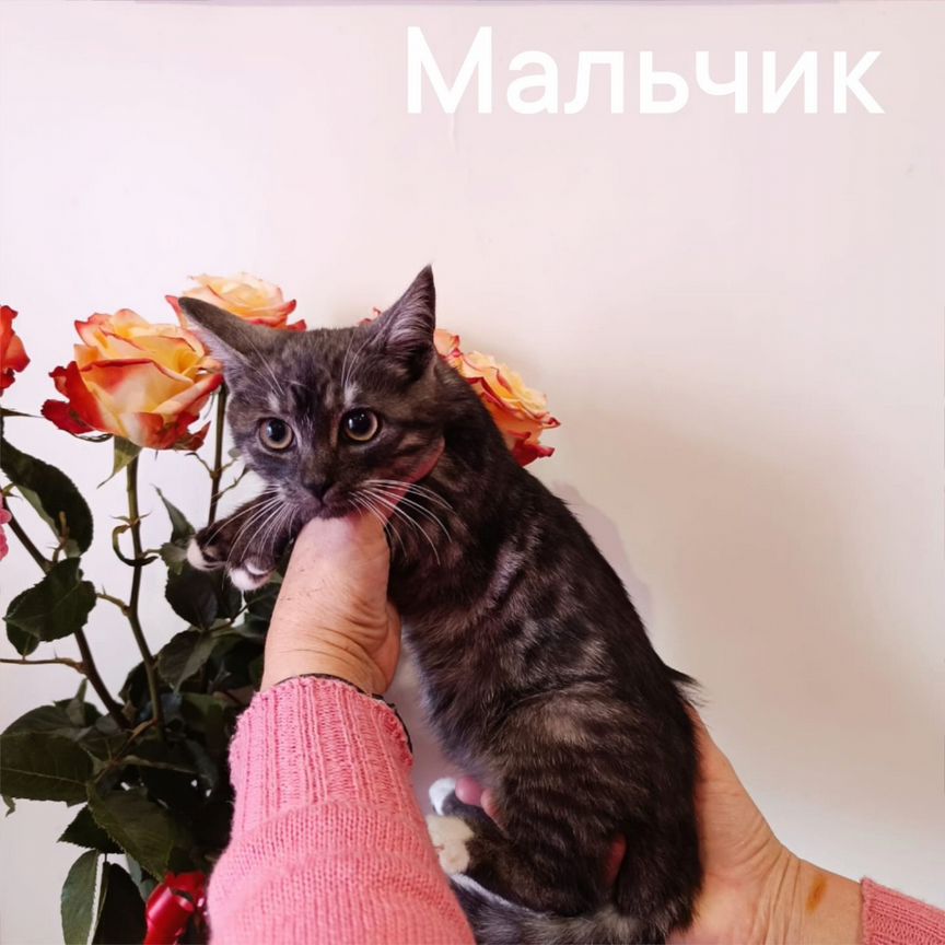 Котенок в добрые руки