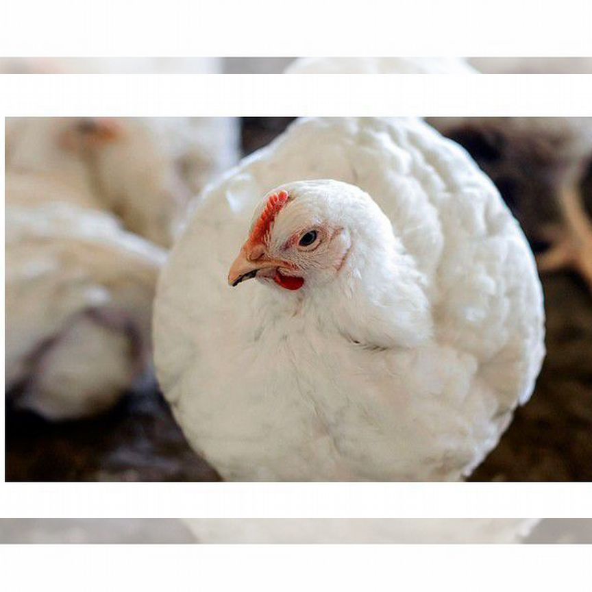 Бройлер кобб 500