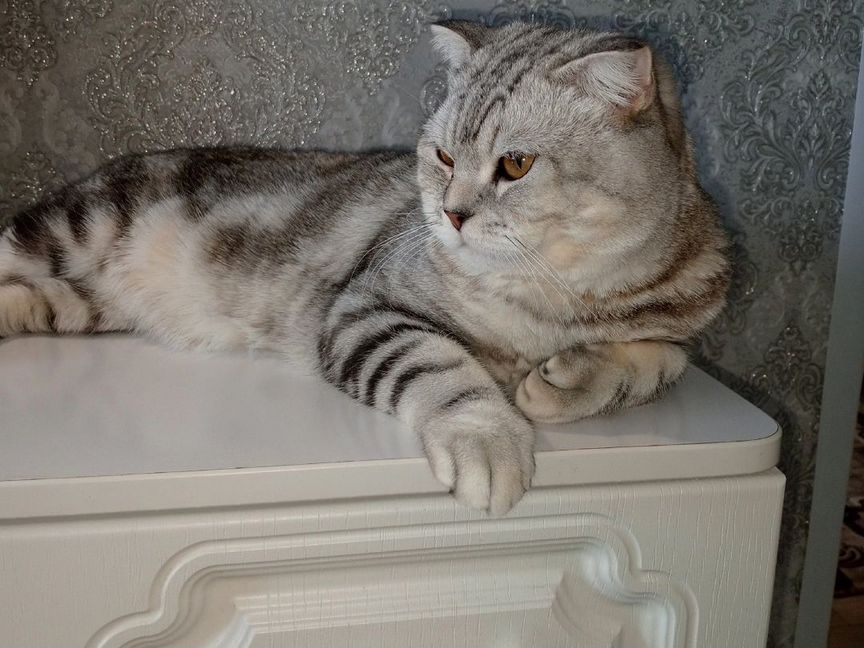 Шотландская вислоухая