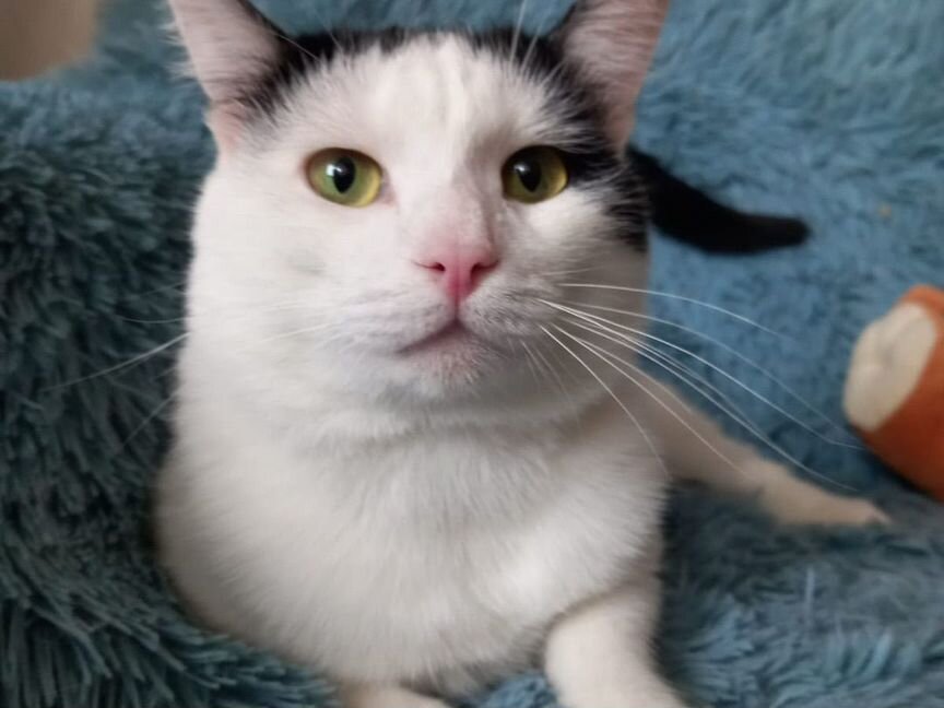 Ласковый черно-белый кот в добрые руки