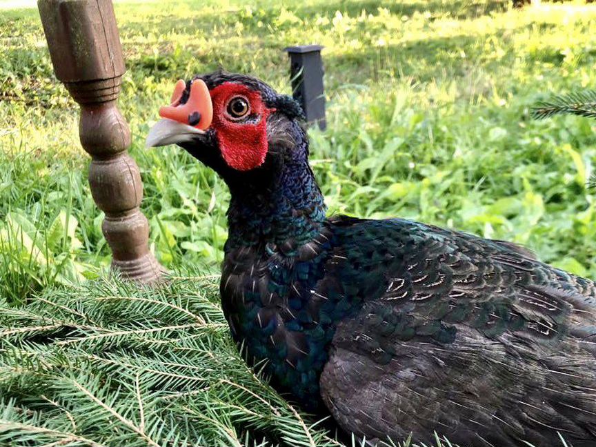 Очки для птицы фазанов кур петухов от расклёва