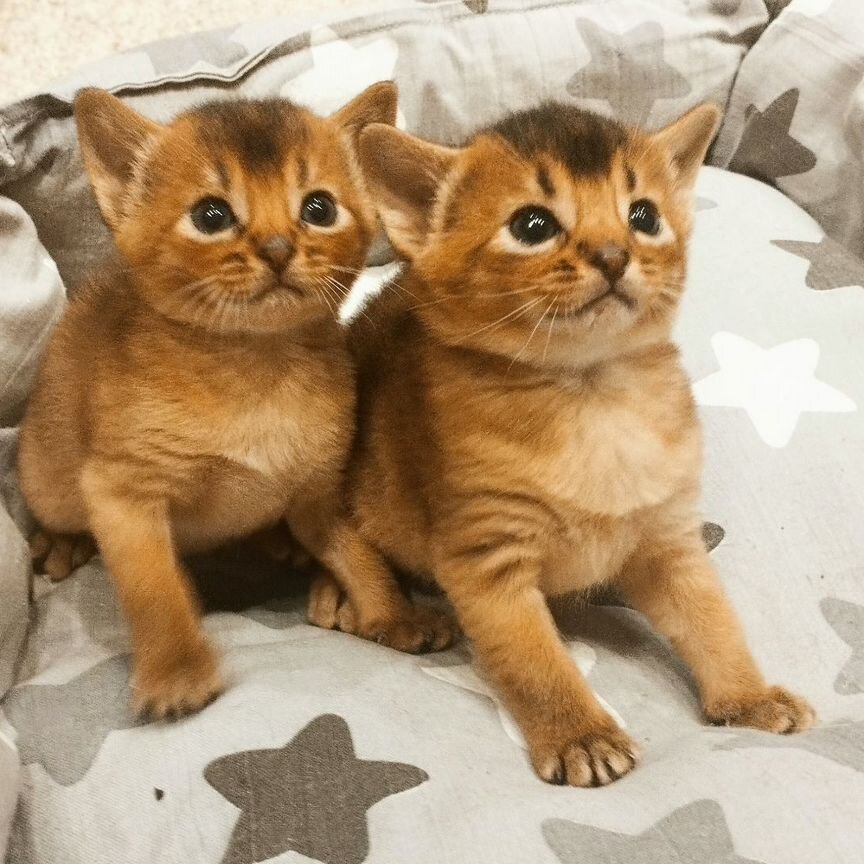 Аббисинские котята