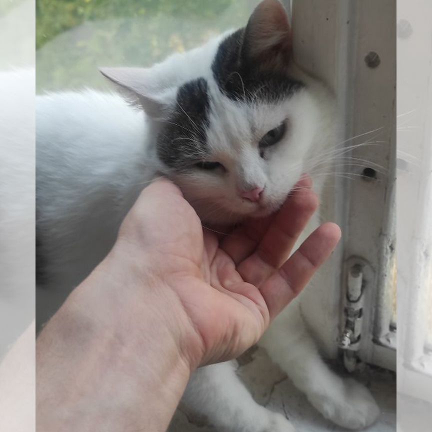 Кошка домашняя ищет хозяина