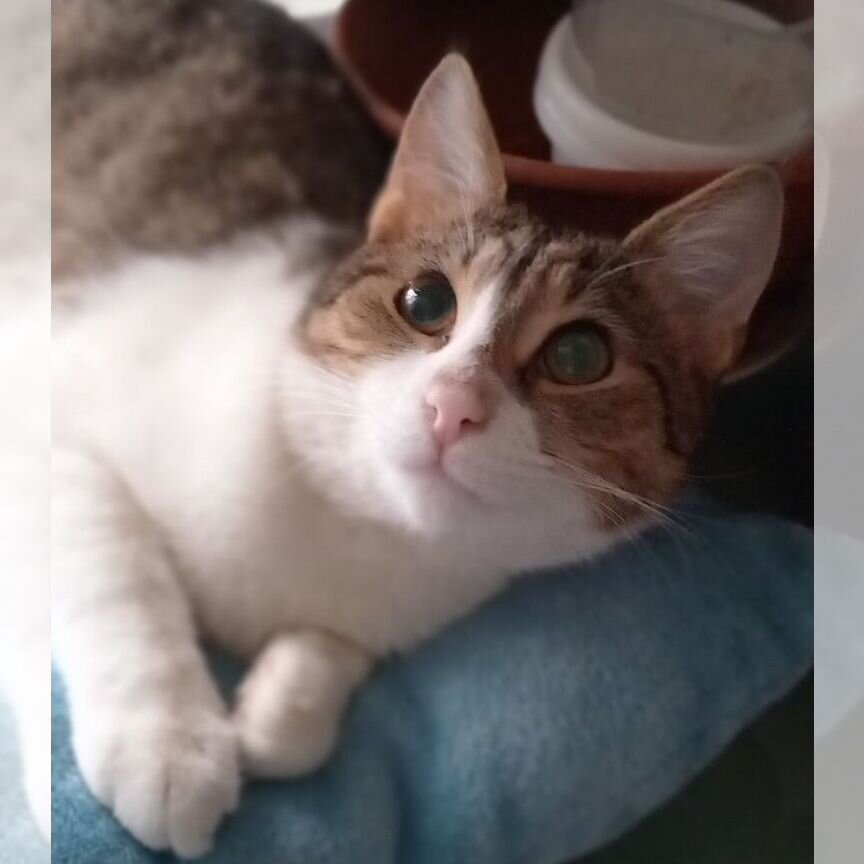 Котик розовый носик