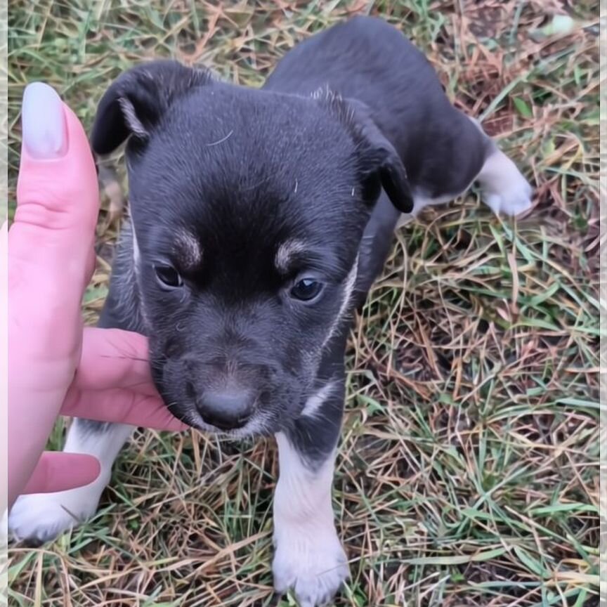 Щенок в добрые руки