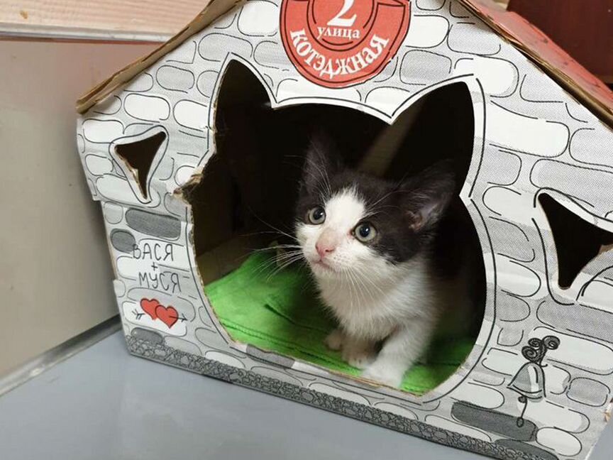Котодевочка, 2 месяца, привита, горшок на 5+