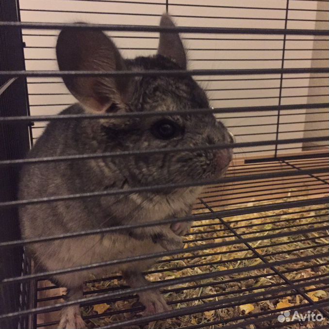 Продам Шиншиллу вместе с клеткой