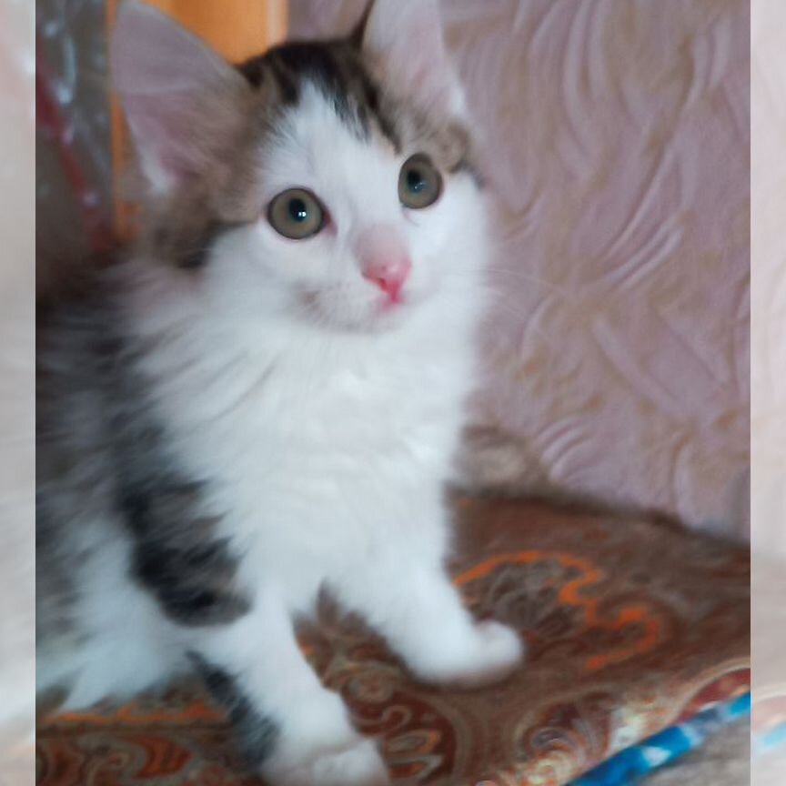 Котёнок в добрые руки