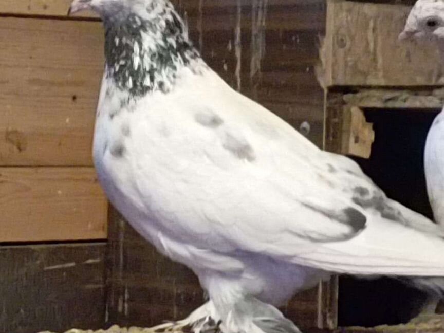 Продажа Таджикский и Бакинских голубей