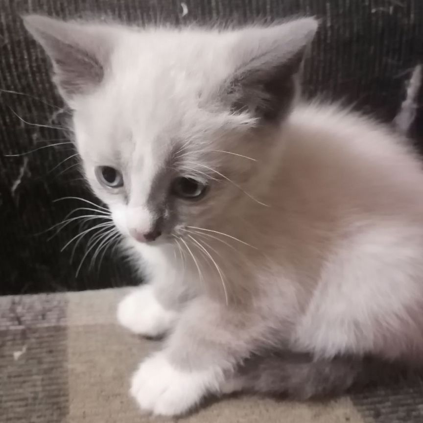 Сибирский котёнок