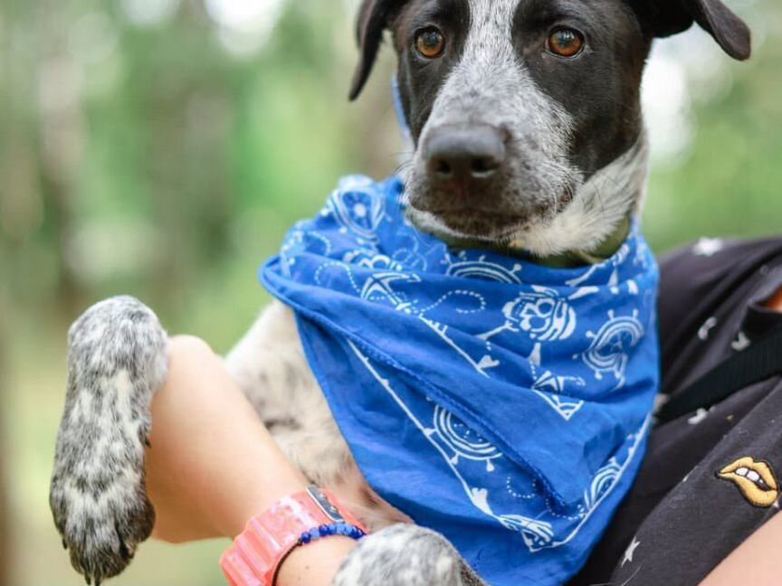 Щенок ищет дом