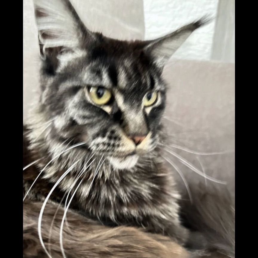 Найден кот Мейн Кун