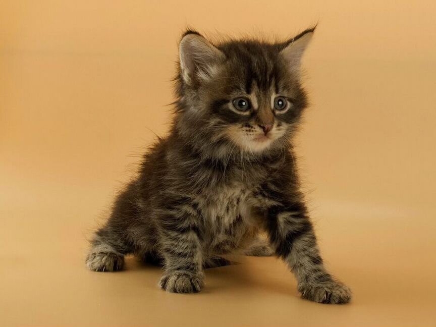 Мейн-кун с Сибирской котик