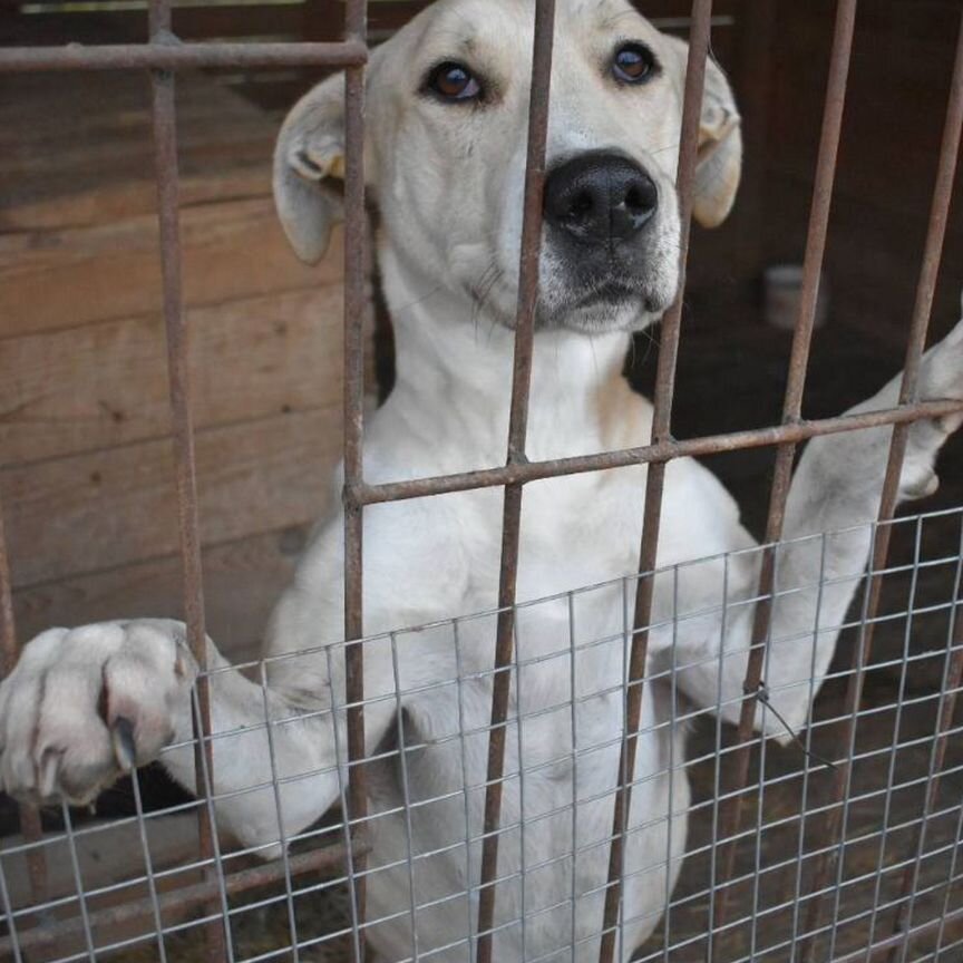 Американский питбультерьер, взрослая собака