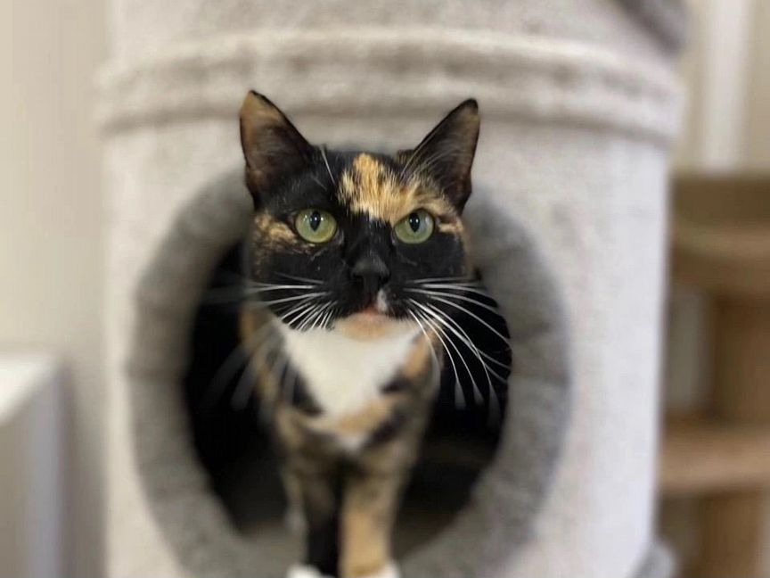 Стефания, Стеша