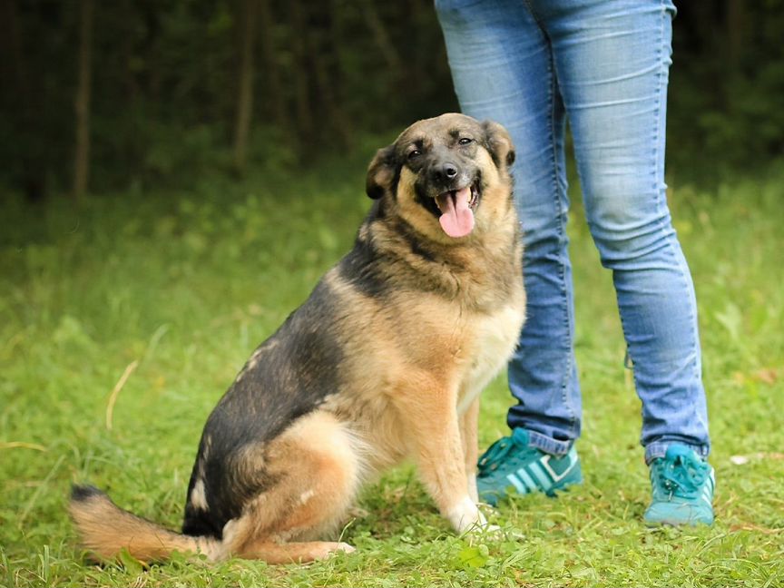 Собака Луша