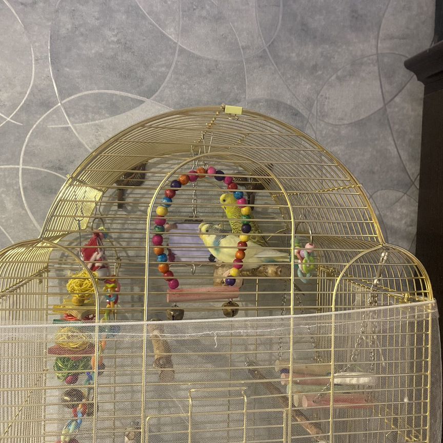 Волнистый попугай с клеткой