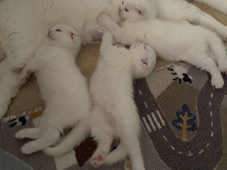 Котята Шатландцы вислоухие