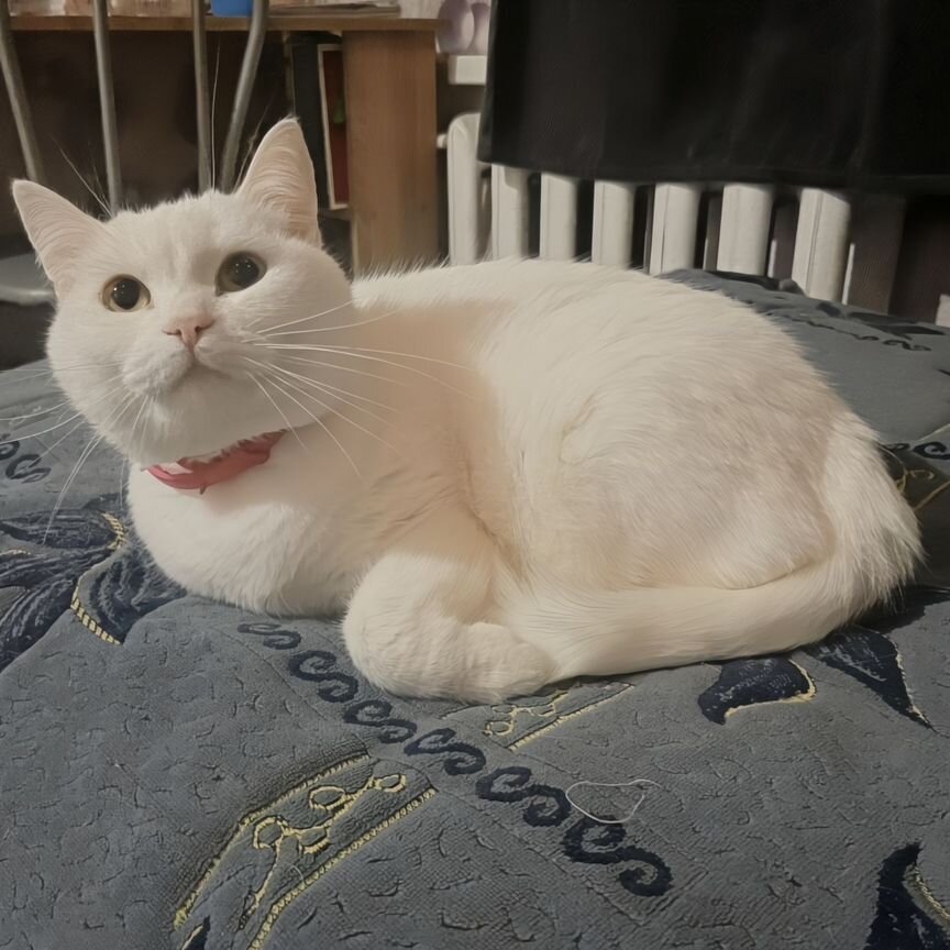 Британская короткошёрстная, взрослая кошка