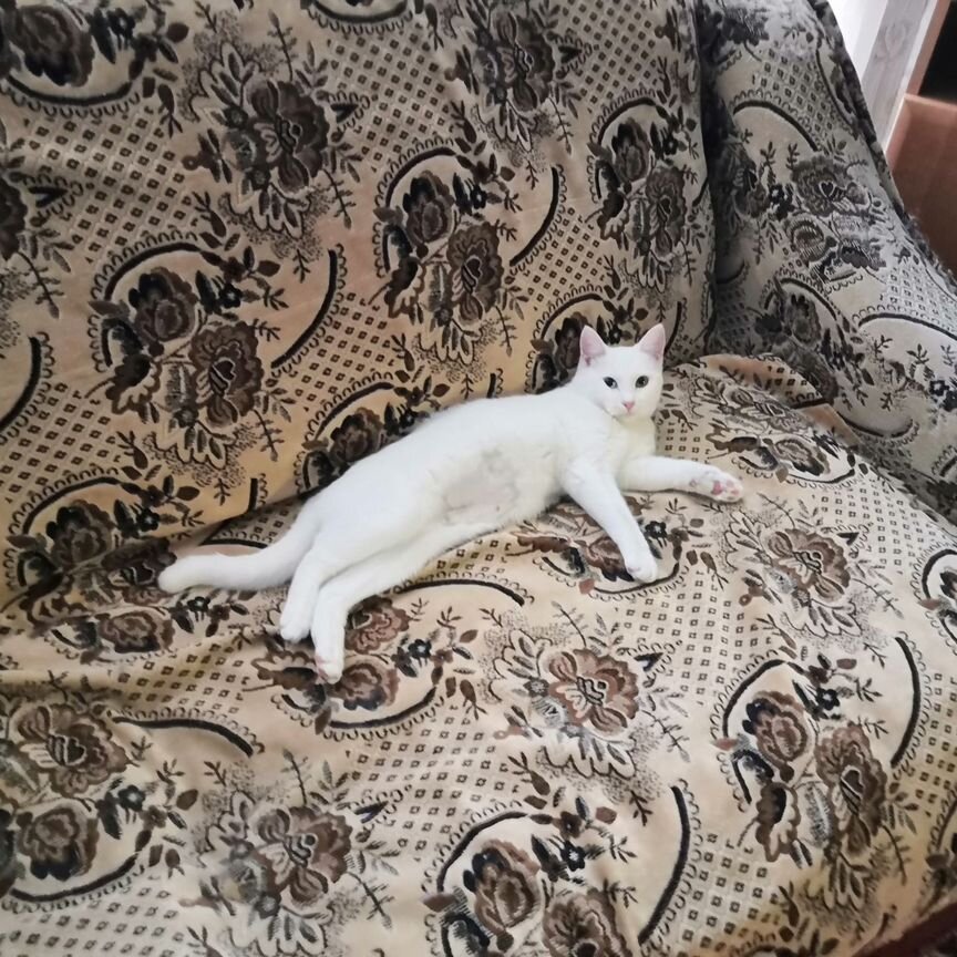 Отдам кхао-мани