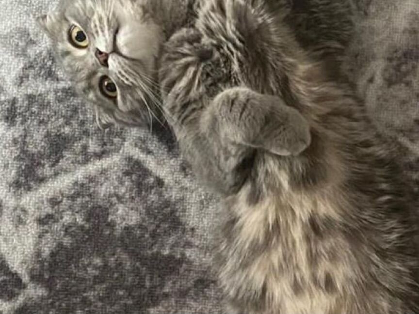 Кота хотели усыпить