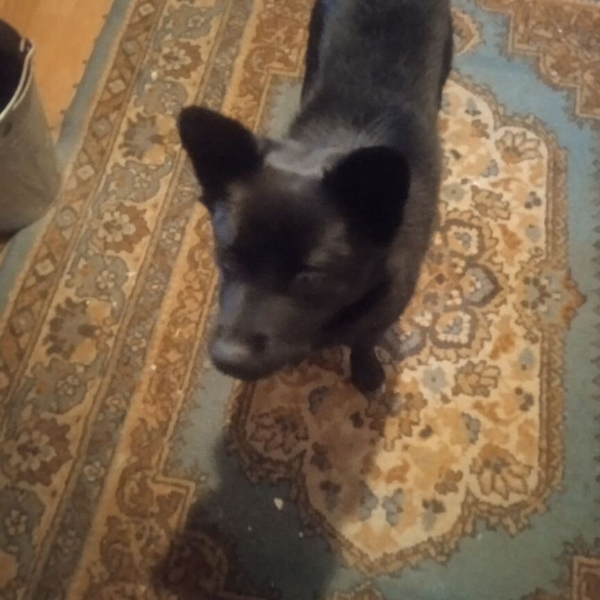 Подросток Рекс ищет дом