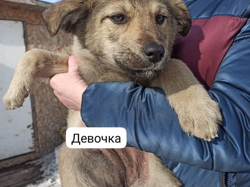 Собака