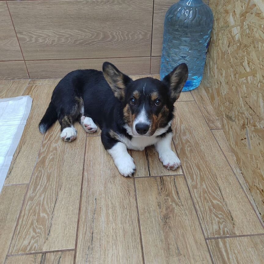 Отдаю Корги в хорошие руки