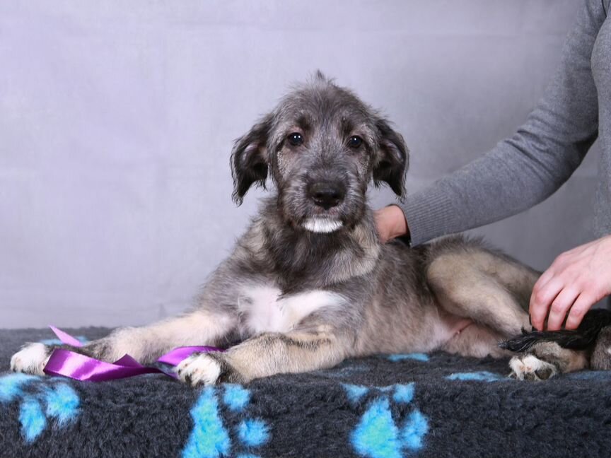 Щенки ирландского волкодава