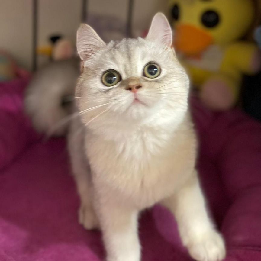 Серебристая шиншилла кот Микки Маус