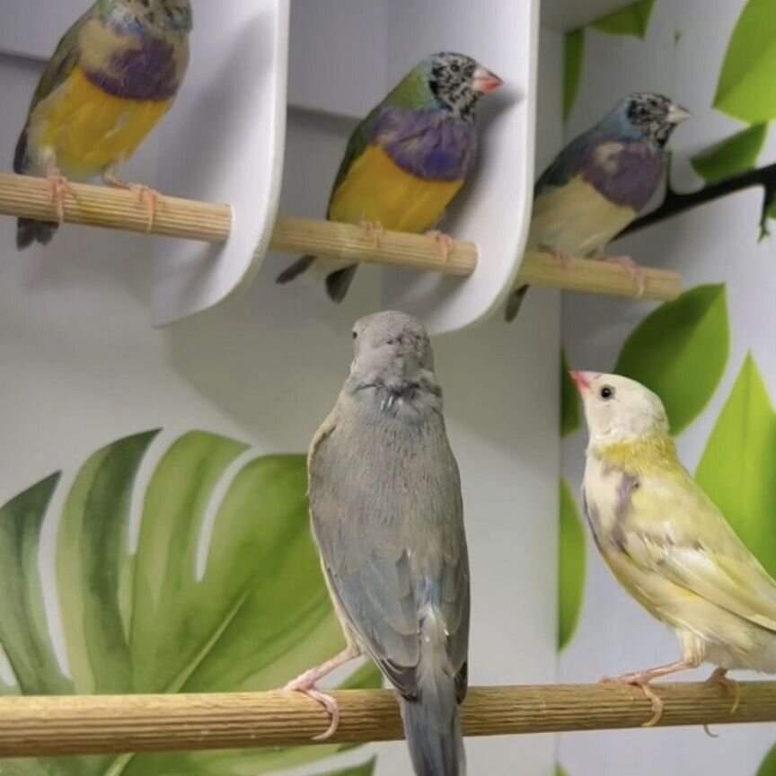 Амадины Гульда