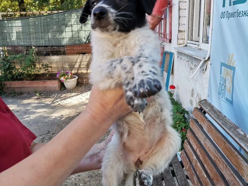 Щенки (мальчики и девочки) в хорошие руки