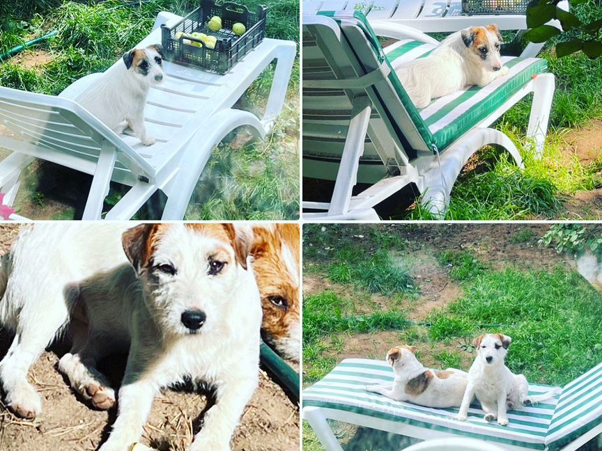 Джек Рассел терьер Девочки подростки