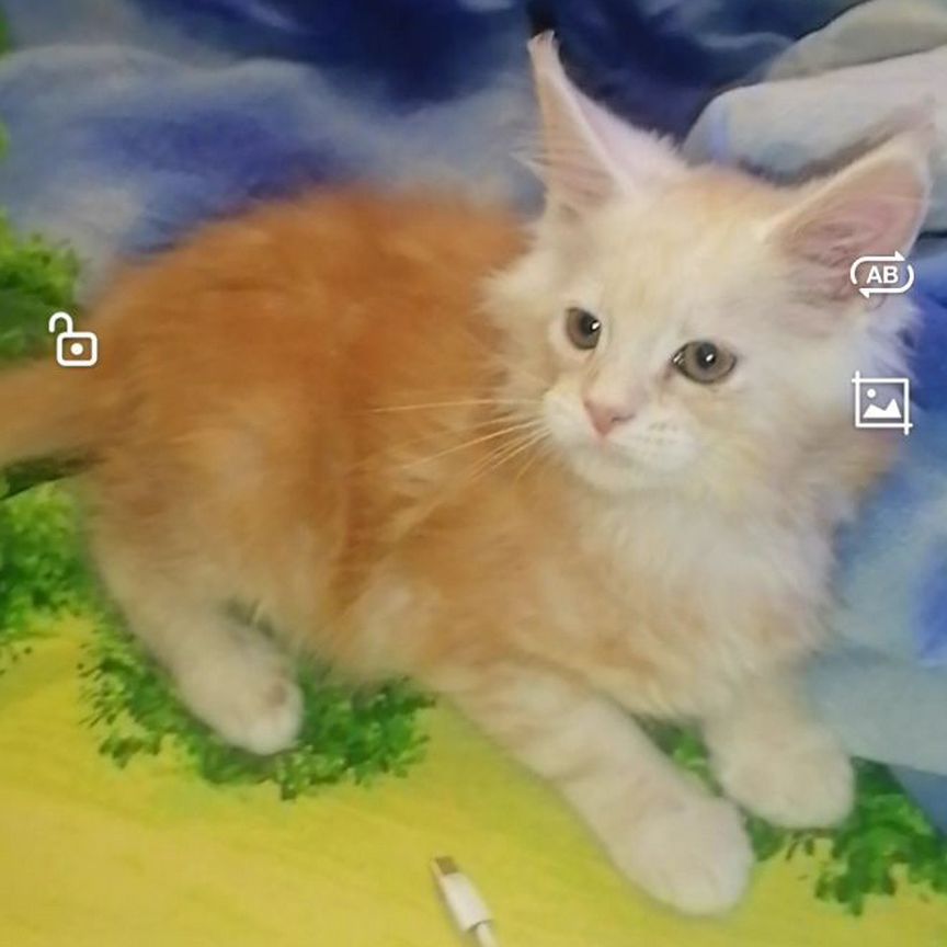 Мейн-кун котёнок