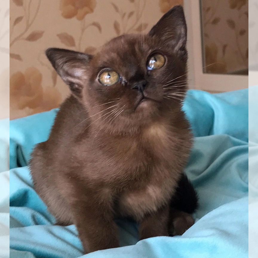 Бурма в доме