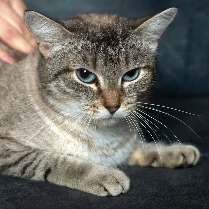 Лёгкая Дымка