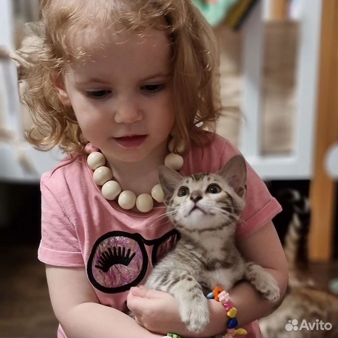 Бенгальские котята сепия n24 31