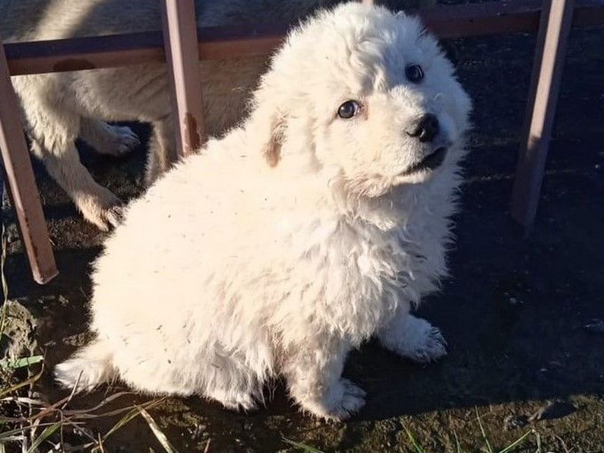 Самые замечательные щеночки для вашего двора